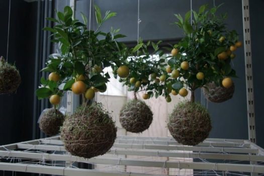 string gardens for the home
