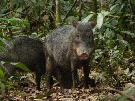 Exploring the Amazon with Rainforest Expeditions
