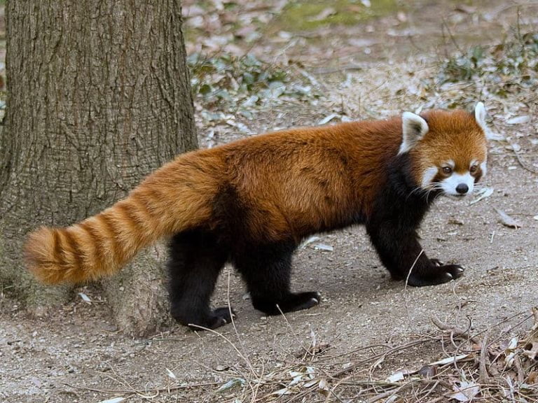 Meet The Red Panda, Your New Favourite Animal! - Eluxe Magazine