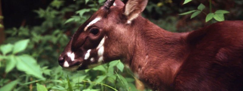 Save the Saola, The Beautiful Asian Unicorn - Eluxe Magazine