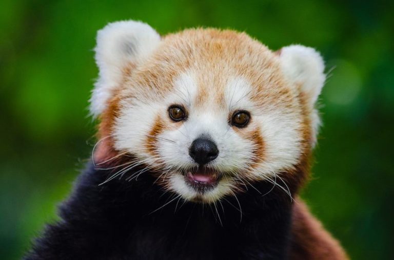 Meet The Red Panda, Your New Favourite Animal! - Eluxe Magazine