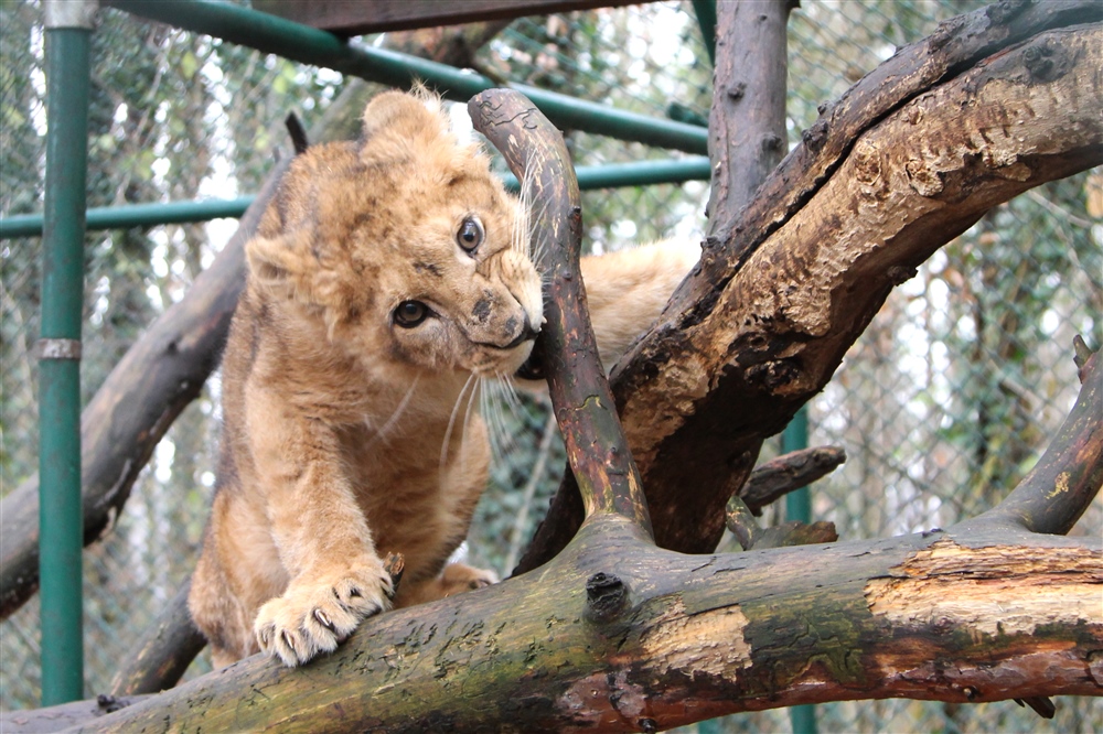 Meet King, Born Free's Rescued Lion Rascal - Eluxe Magazine