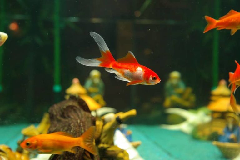 Francine The Fish: A Heartwarming Tale - Eluxe Magazine