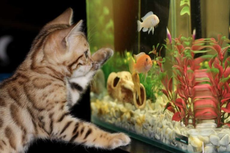 Francine The Fish: A Heartwarming Tale - Eluxe Magazine