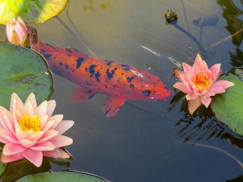 Francine The Fish: A Heartwarming Tale - Eluxe Magazine