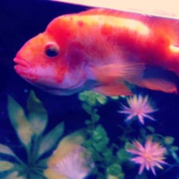 Francine The Fish: A Heartwarming Tale - Eluxe Magazine