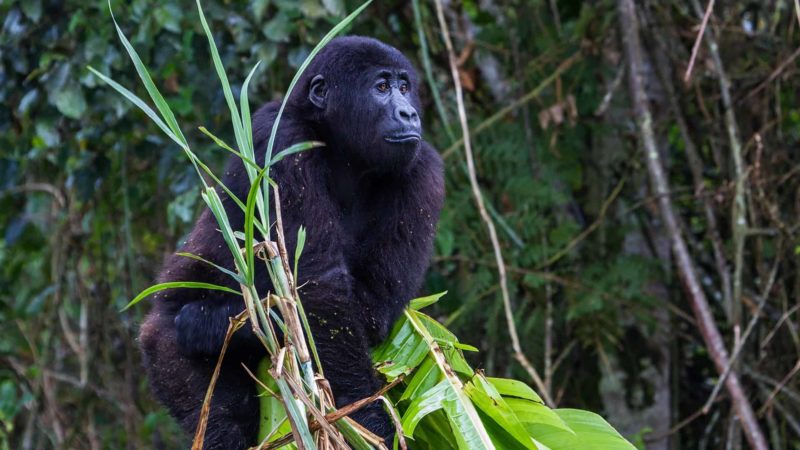 5 Virtual Animal Safaris To Enjoy From Home - Eluxe Magazine