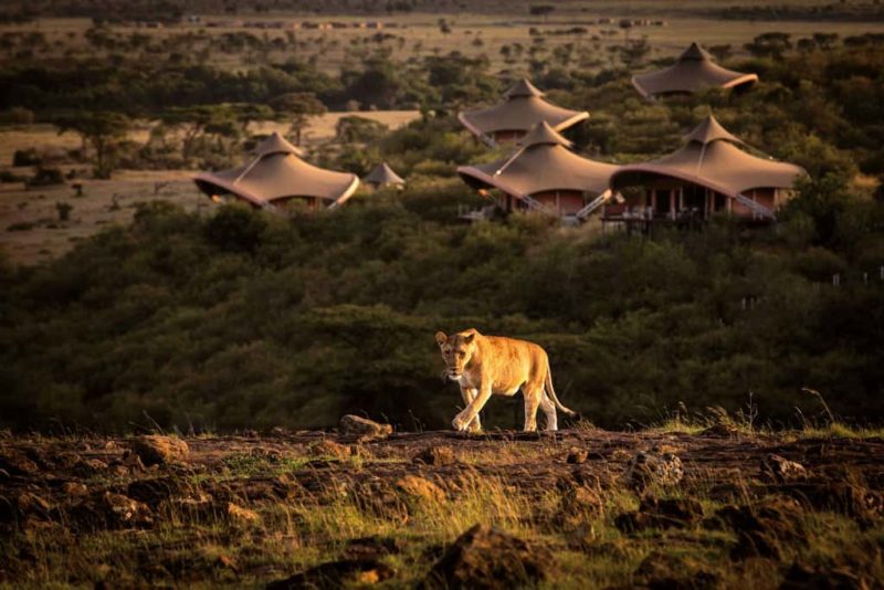 5 Virtual Animal Safaris To Enjoy From Home - Eluxe Magazine