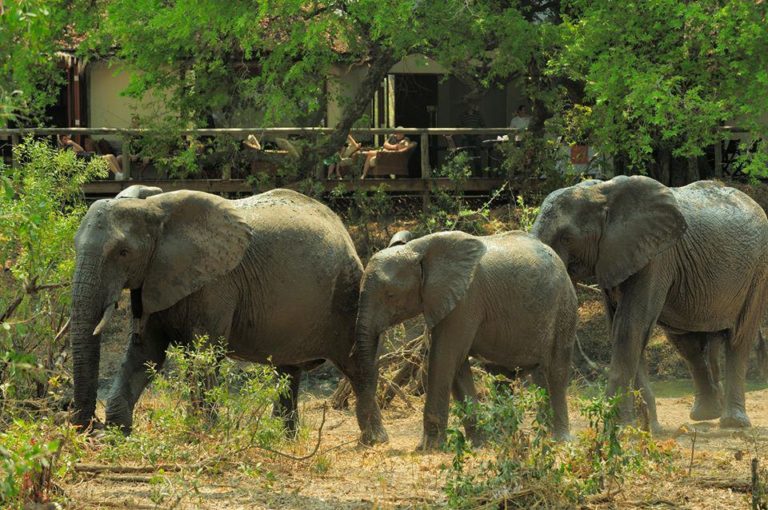 5 Virtual Animal Safaris To Enjoy From Home - Eluxe Magazine