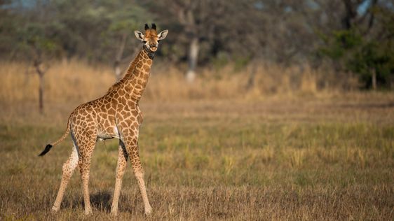 5 Virtual Animal Safaris To Enjoy From Home - Eluxe Magazine
