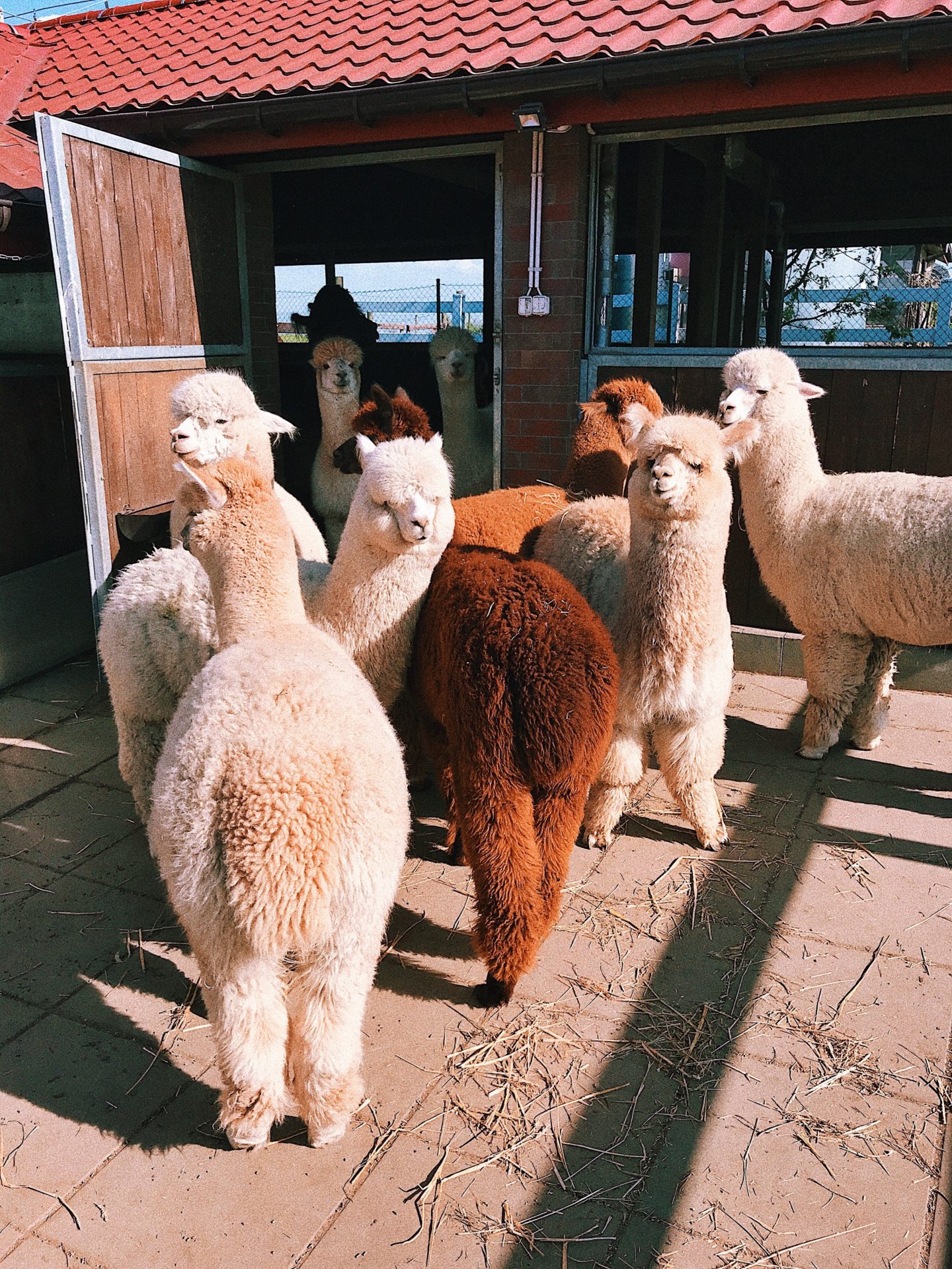 Evil Alpaca