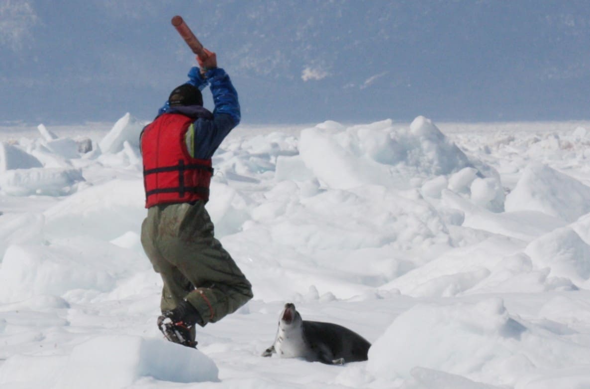 The Truth Behind The Canadian Seal Hunt - Eluxe Magazine