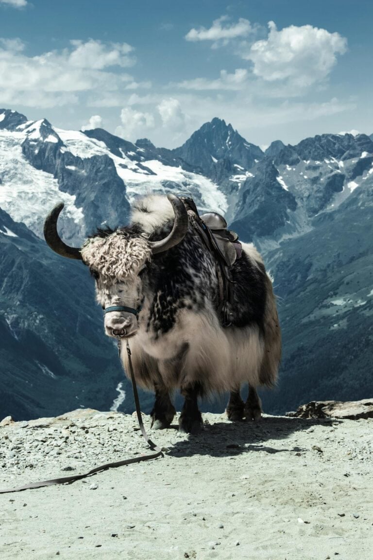 The Surprising Benefits Of Yak Wool - Eluxe Magazine